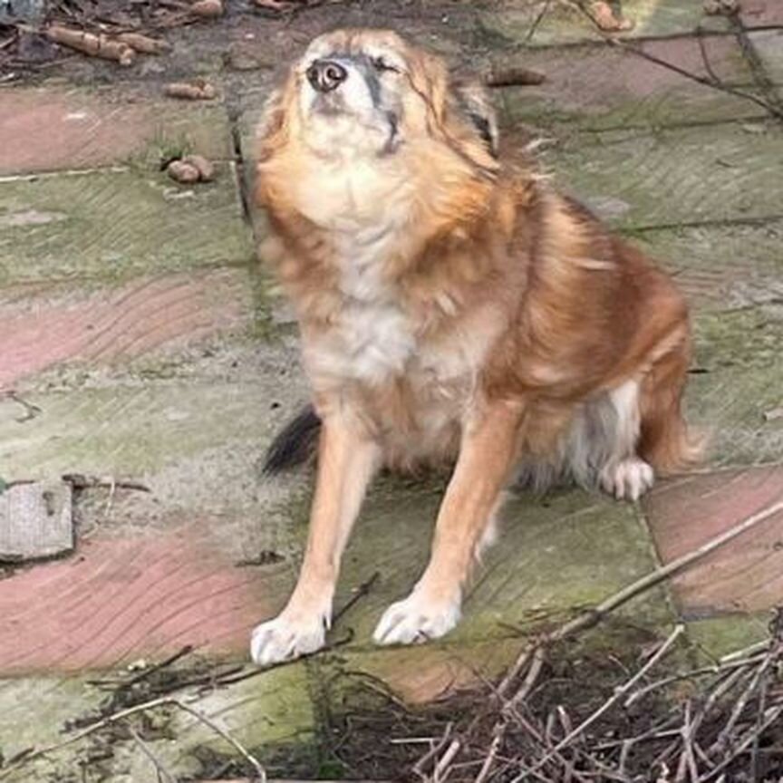 Взрослая собака в добрые руки