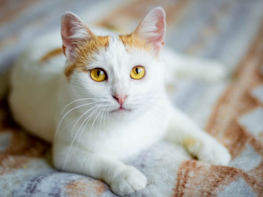 Милая кошка Лилу