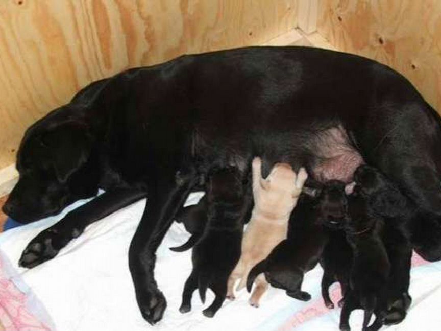 Щенки лабрадора