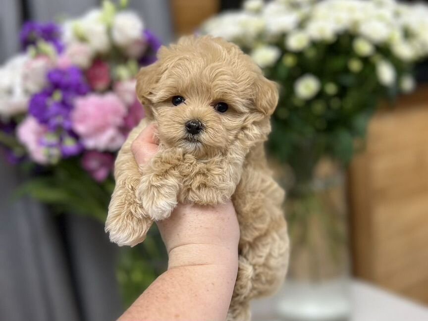 Мальтипу f1 mini