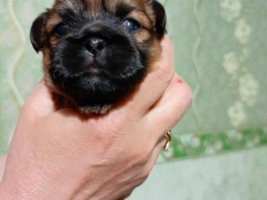Пекинесики