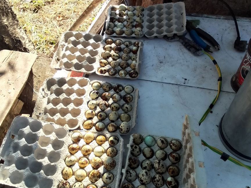 Яйцо перепелиное инкубационное