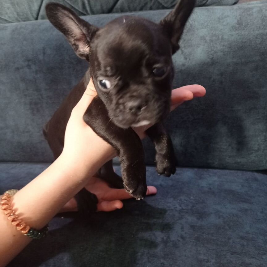 Французский бульдог щенки