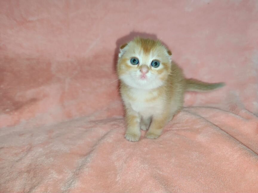 Котята Шотландские вислоухие