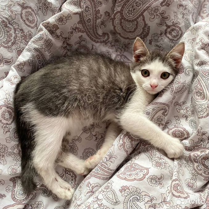 Сладкий ласковый мальчик белый с серым котенок