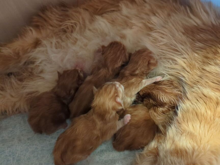 Котята мейн-кун