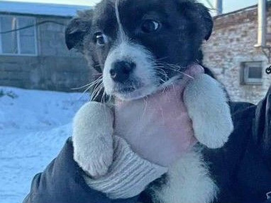 Щенок в добрые руки