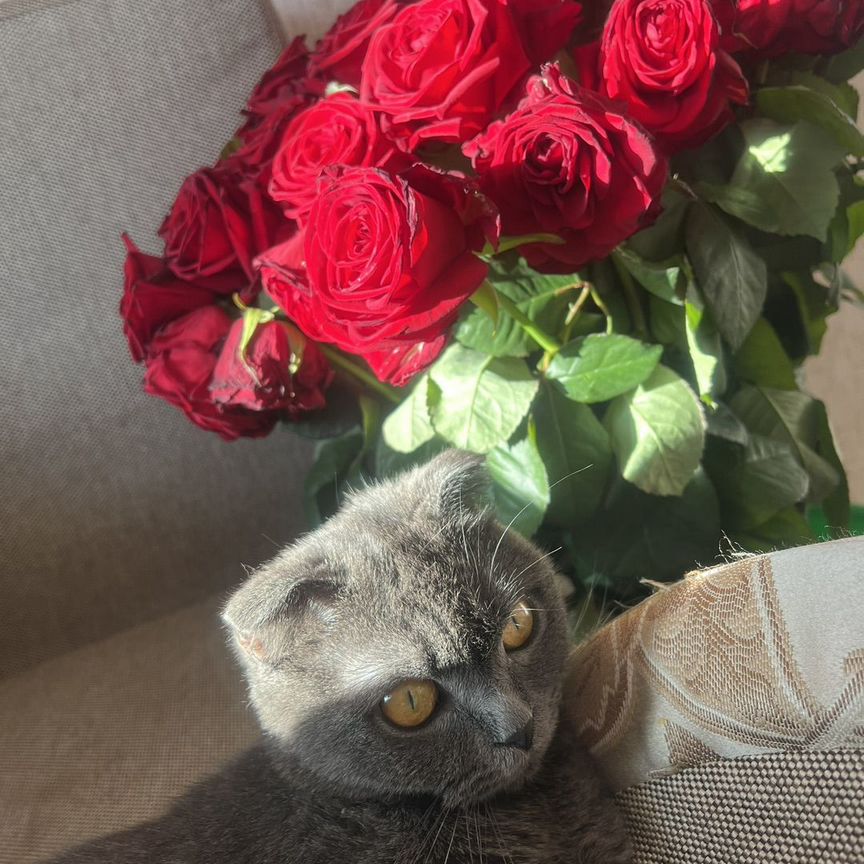 Шотландская вислоухая кошка