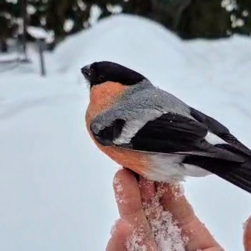 Снегирь птица