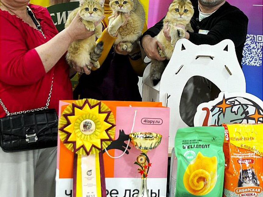 Вислоухие шотландские котята