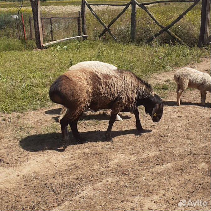 Баран гиссарской породы