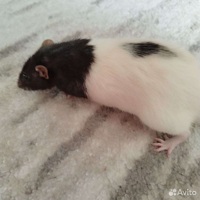 Декоративная крыса