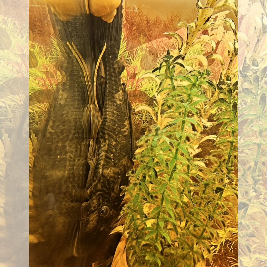 Сом парчовый Птеригоплихт