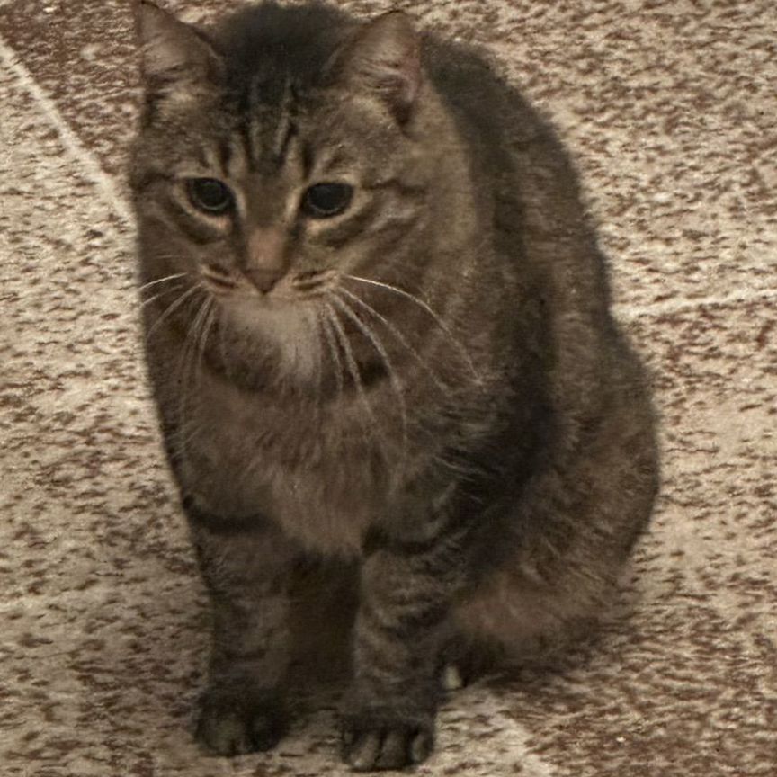 Взрослый кот в добрые руки