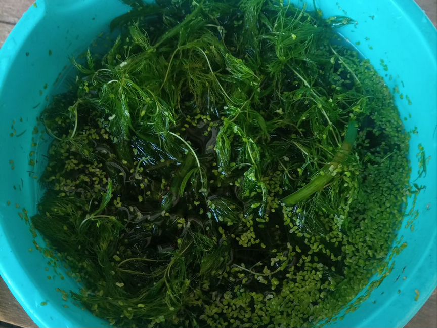 Роголистник