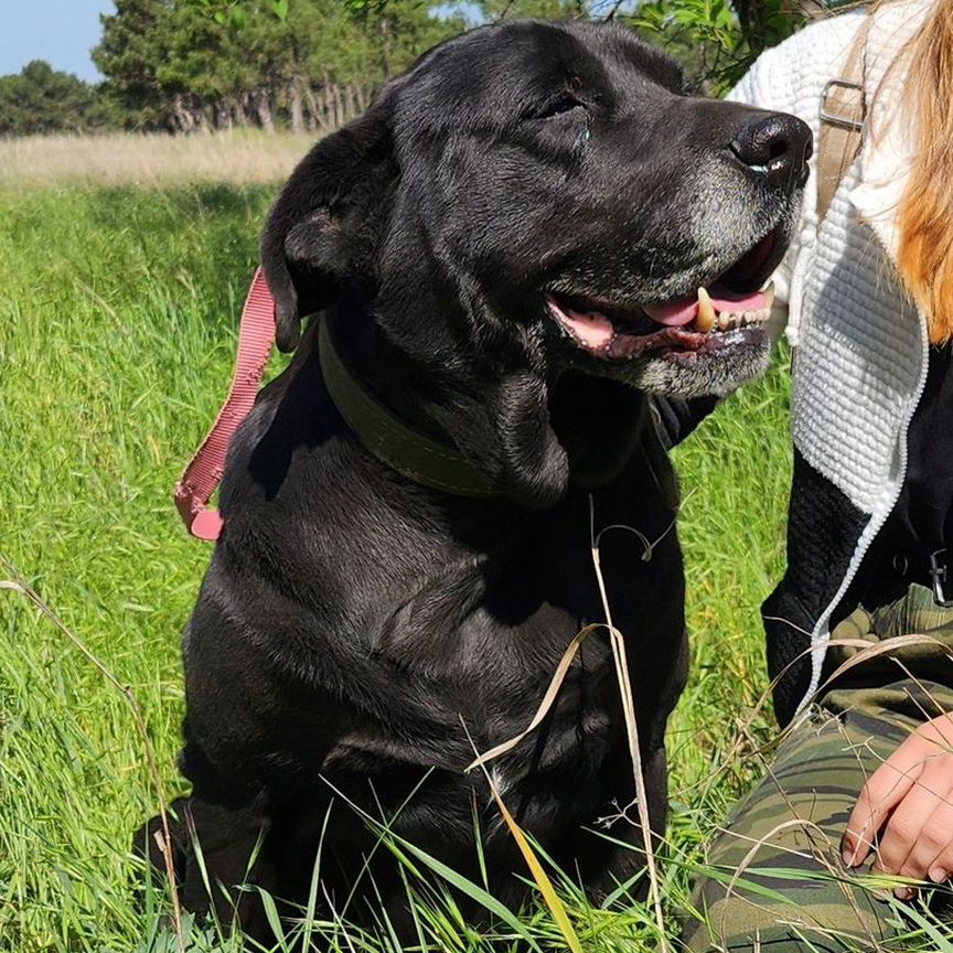 Великолепная Фреда