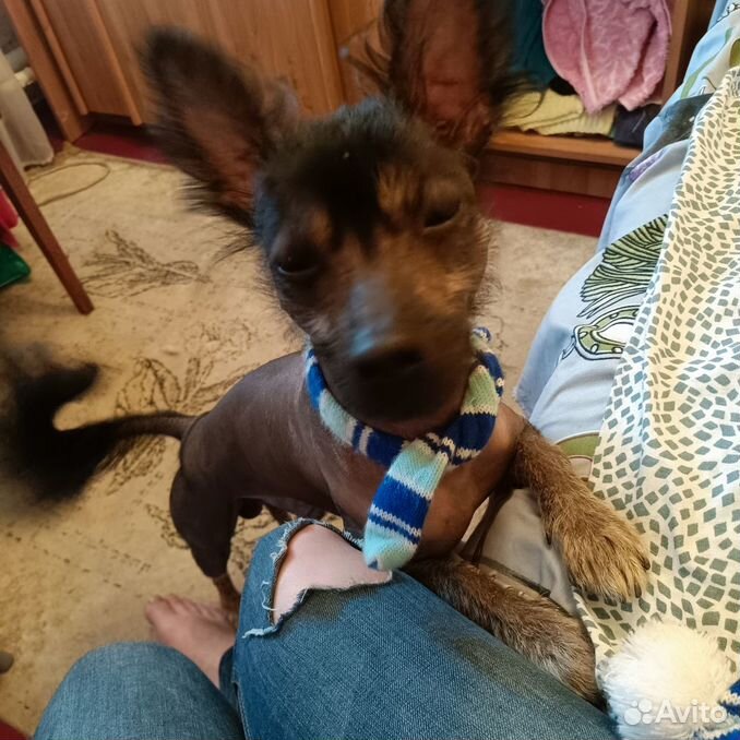 Кабель ищет сучку)