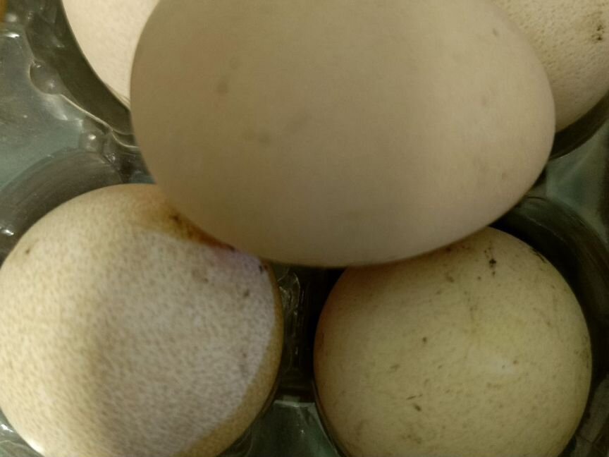 Цесарки и яйцо цысариное и перепелиное