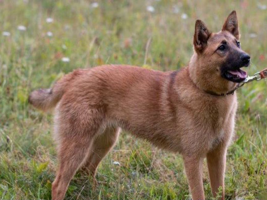 Ищем дом для юной Бекки