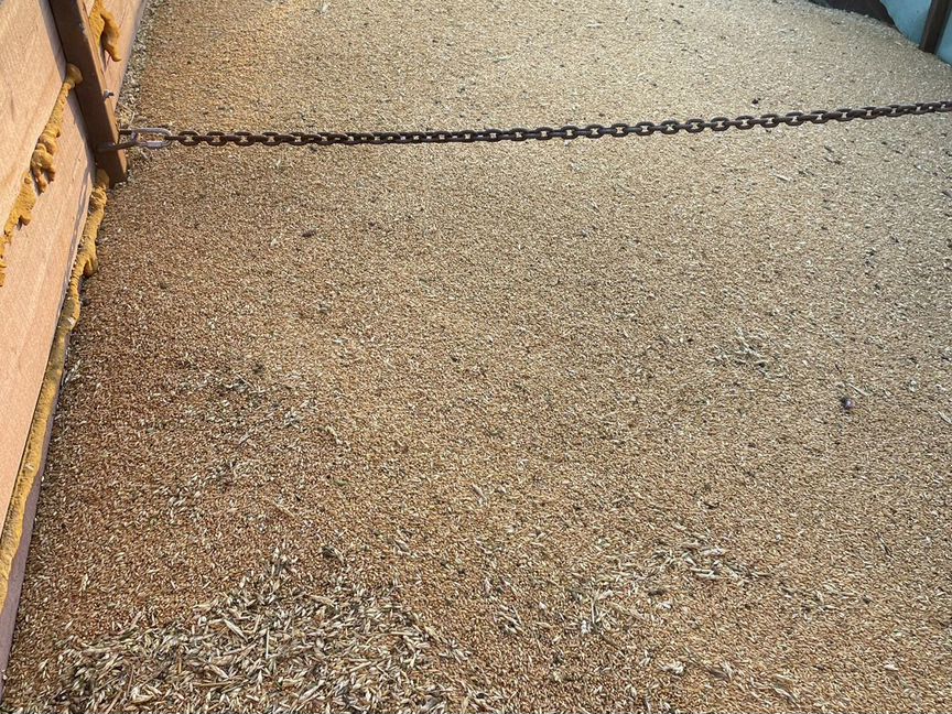 Продам пшеницу на фураж