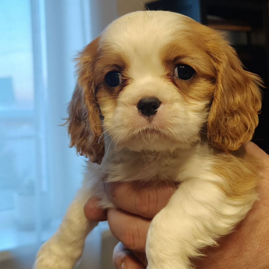 Кавалер кинг-чарльз-спаниель, щенок