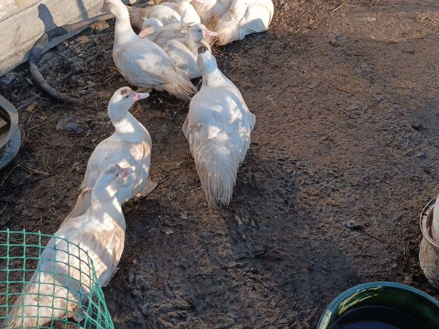 Продам индоуток. Вывод 4 апреля