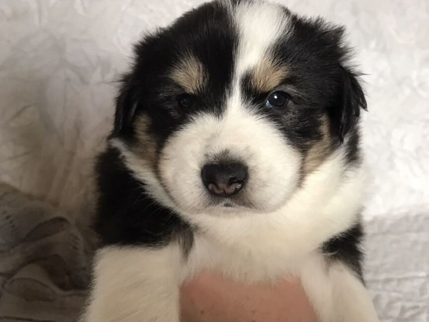 Отдадим в добрые руки