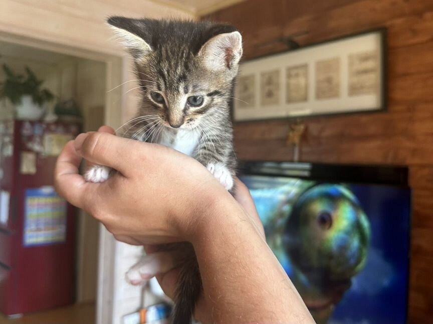 Котенок мальчик в дар