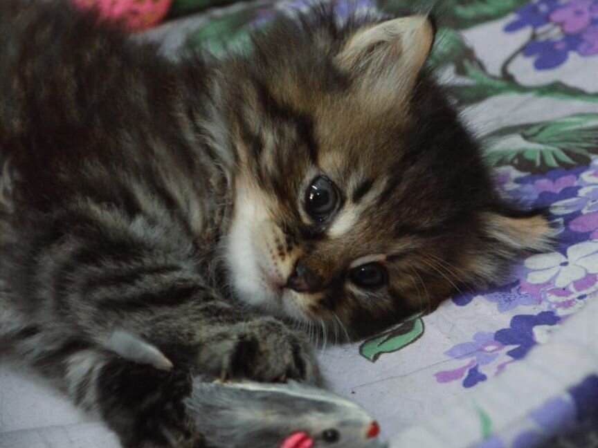 Пристраиваются котята Сима и Семен