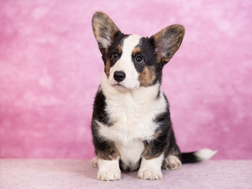 Щенок вельш корги кардиган