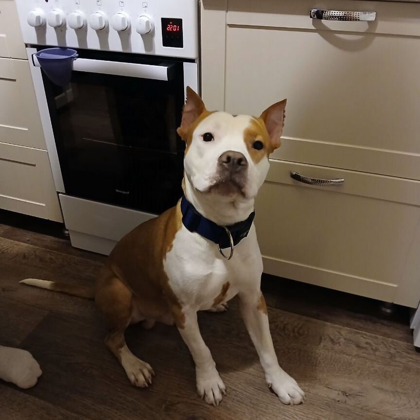 Американский стаффордширский терьер, щенок