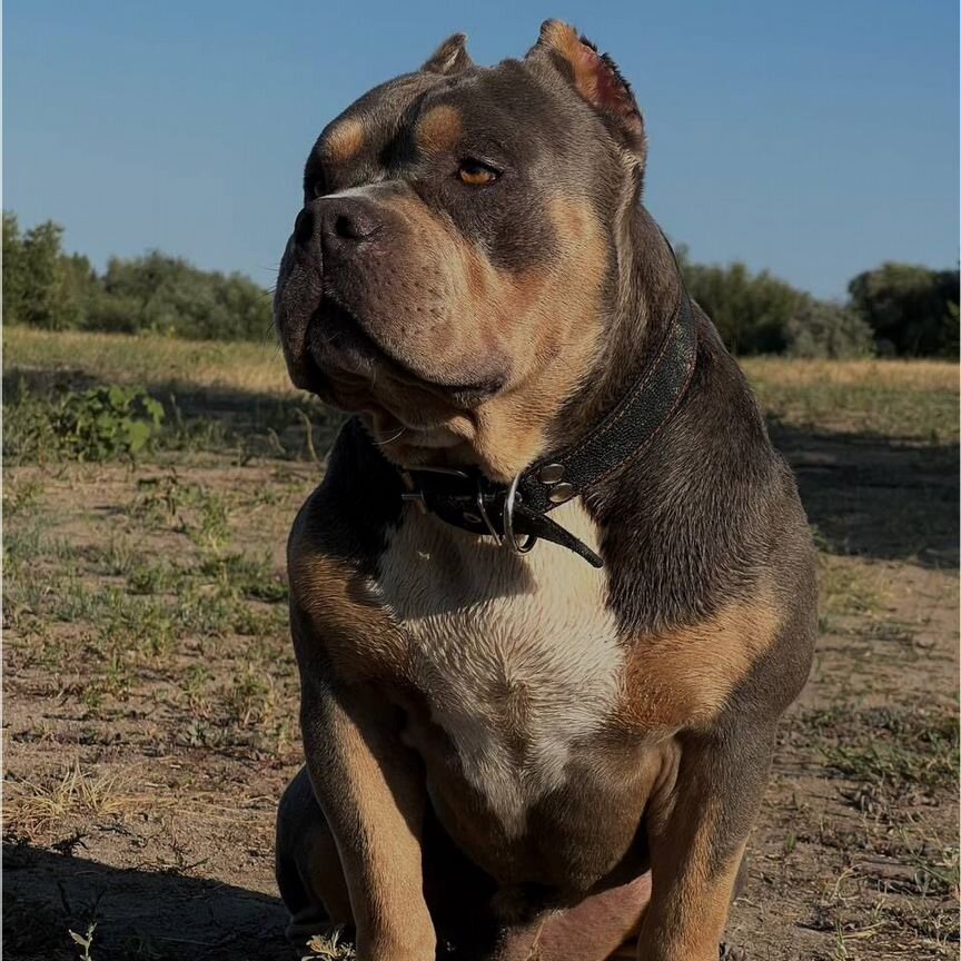 Ищем невесту только покупка