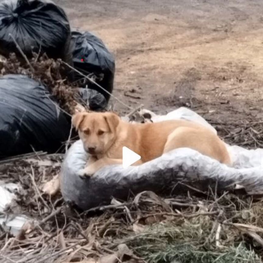 Щенок в добрые руки отдам бесплатно