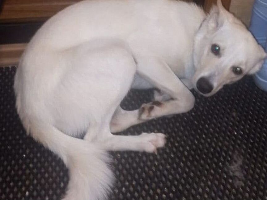 Найдена собака - как белая овчарка