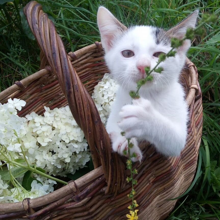 Котёнок в добрые руки