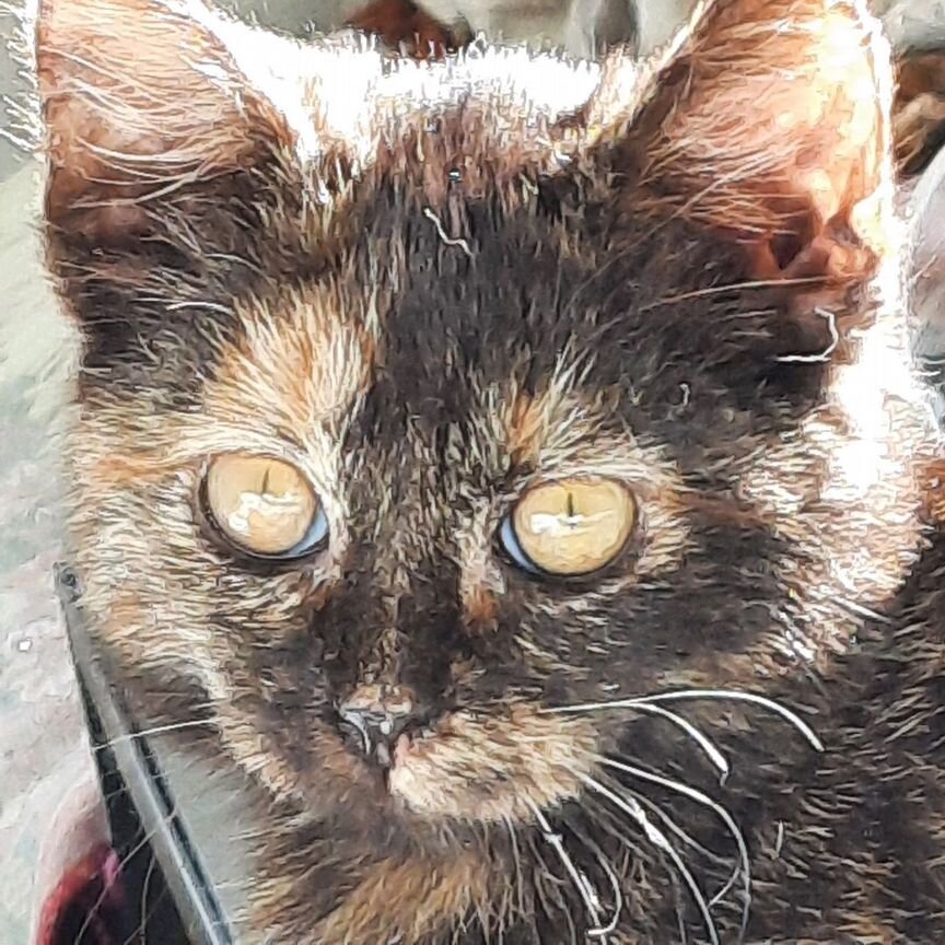 Котенок девочка Ириска трехцветное счастье