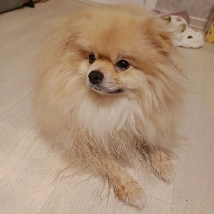 Померанский шпиц, щенок