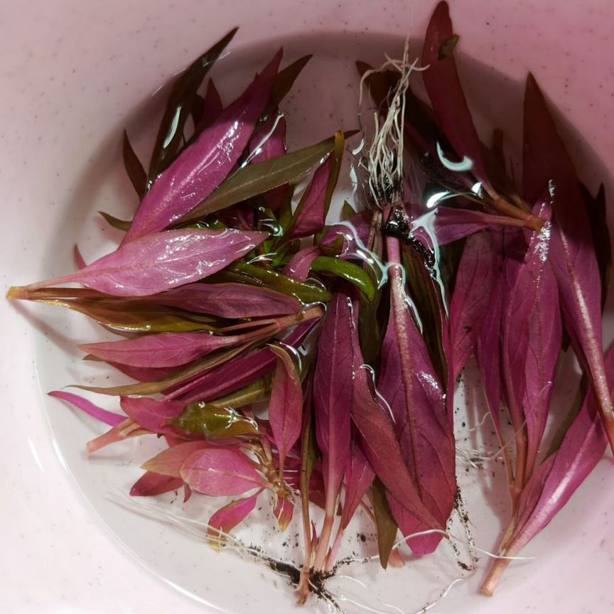 Альтернатера Рейнека мини