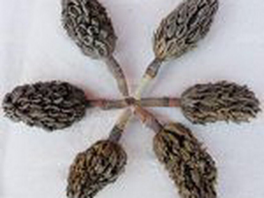 Decotop Magnolia fruit L – Плод магнолии 10-12 см