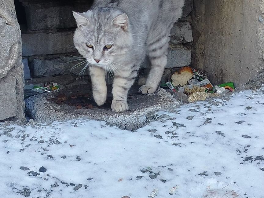 Молодой зеленоглазый котик ищет дом