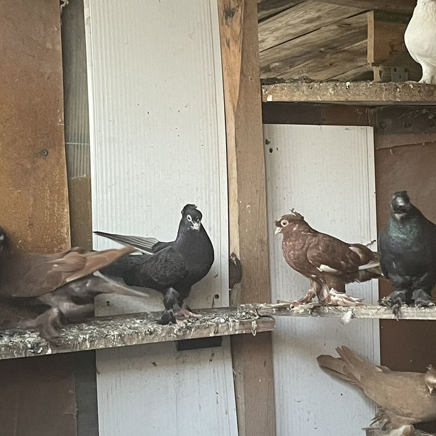 Голуби узбеки