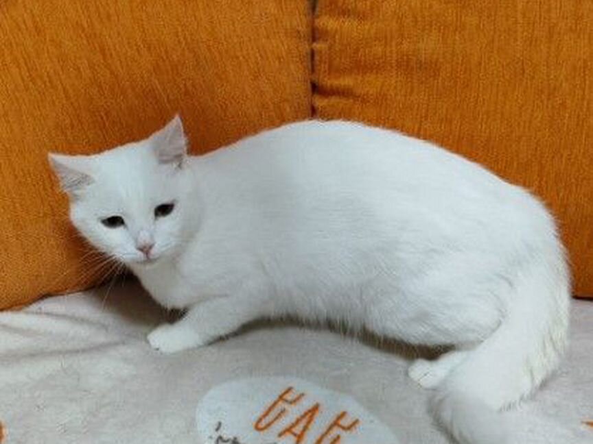 Изящная Белька из Мариуполя