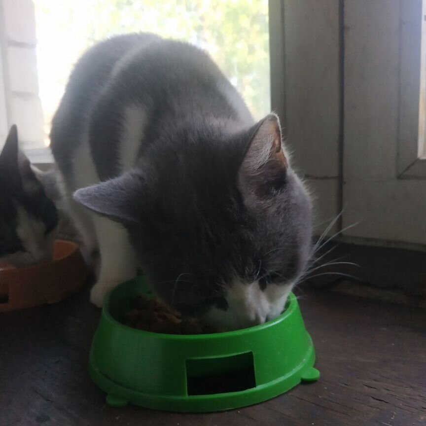 Кошка. Глухая