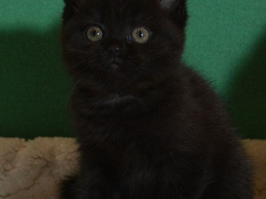 Британка черная