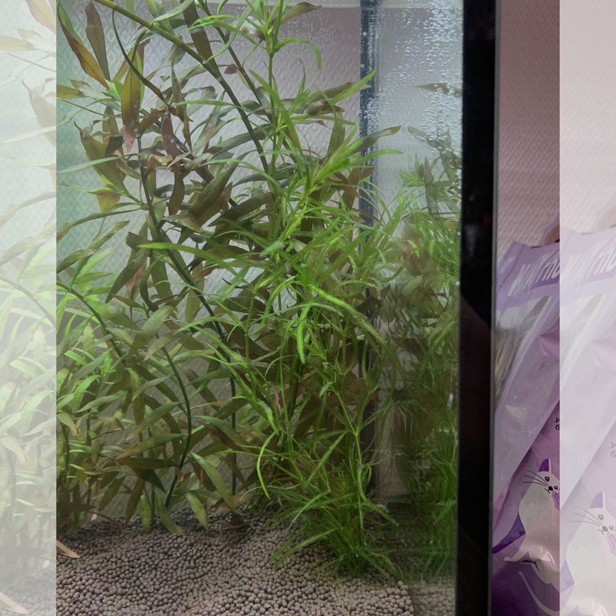 Аквариумные растения