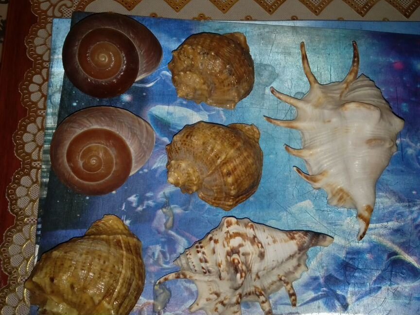 Ракушки и камушки для аквариума