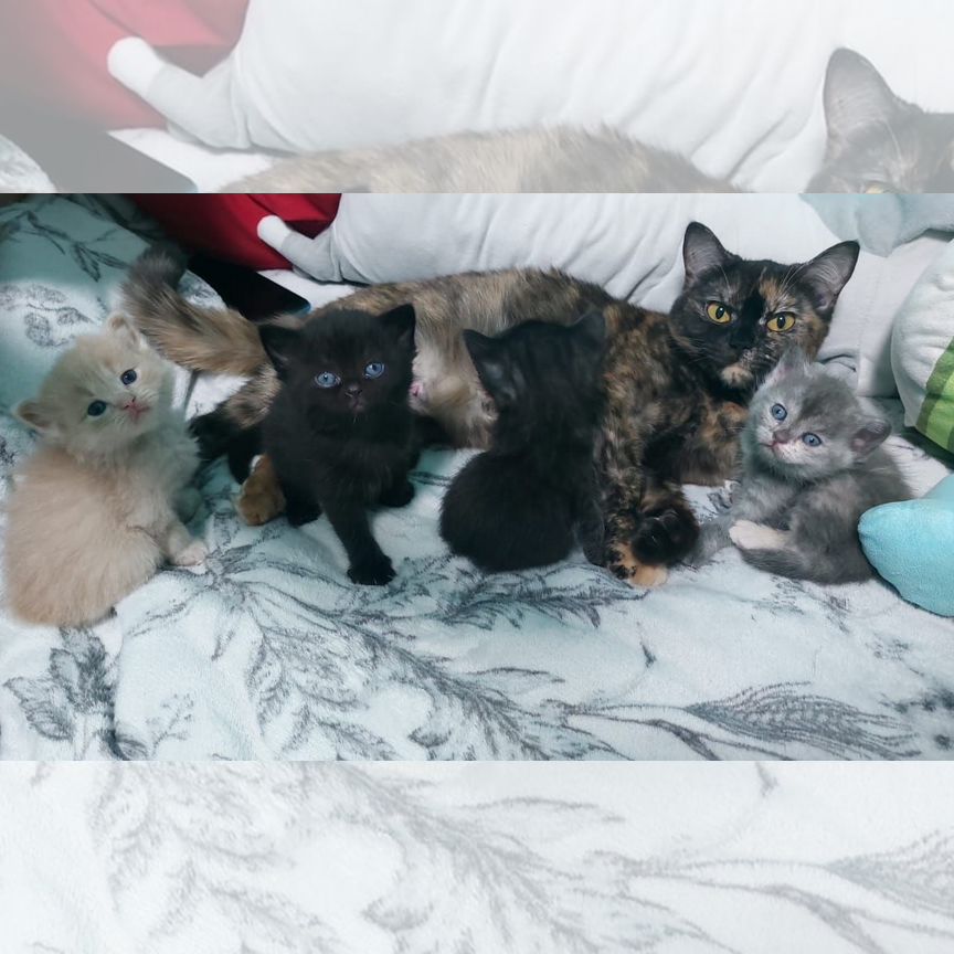 Котята в добрые руки