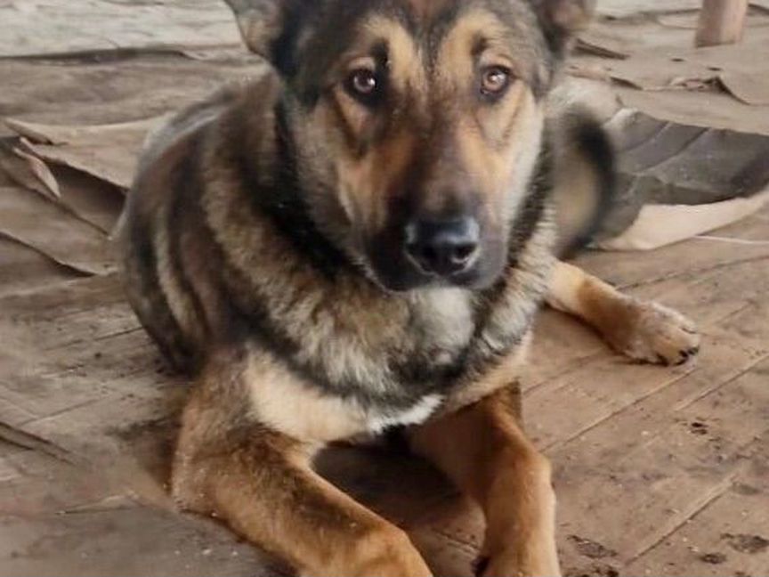 Прекрасный пес-друг ищет дом и хозяев