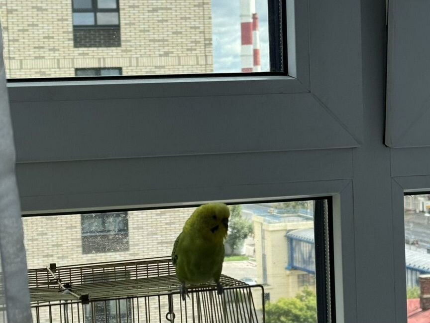 Волнистый попугай