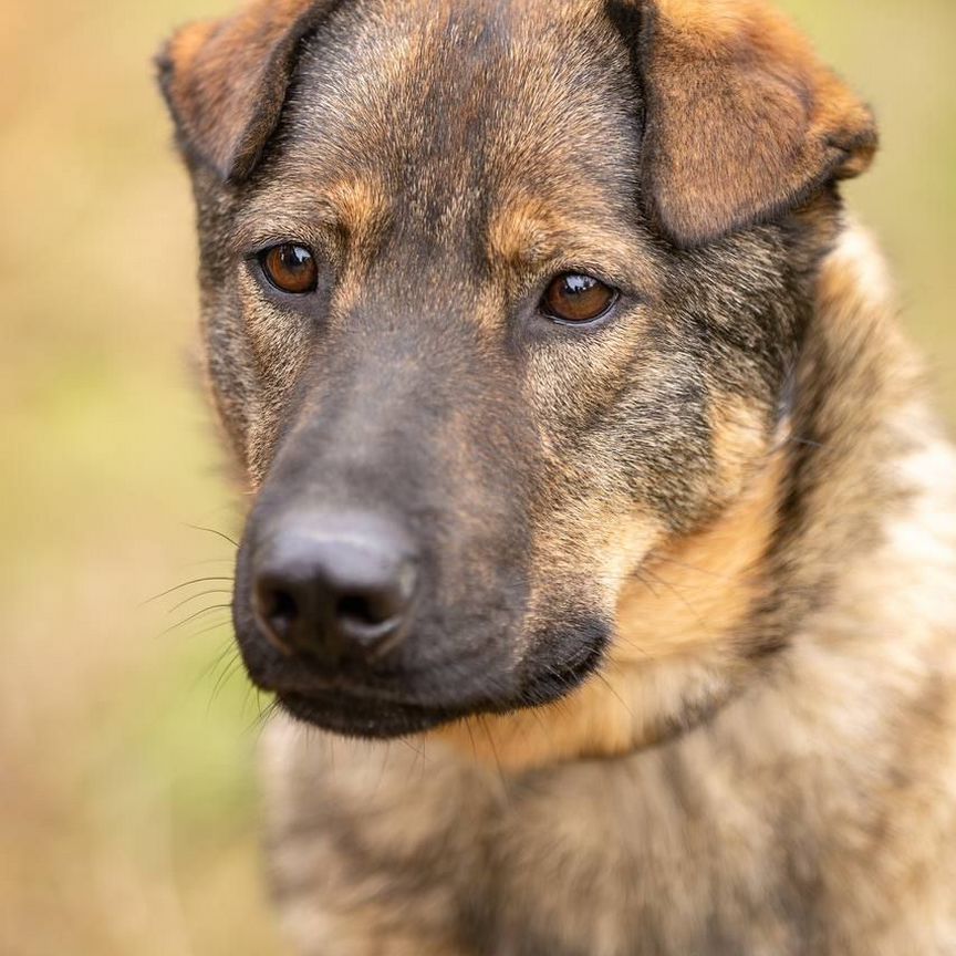 Добрый умный пес в добрые ручки